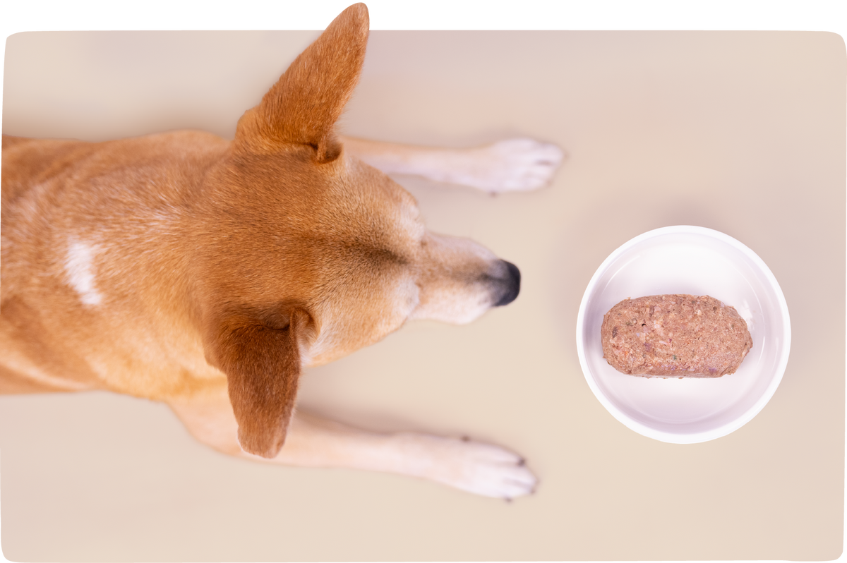 A Complete Guide to BARF diet for Dogs and Cats: Unlocking the Benefit ...